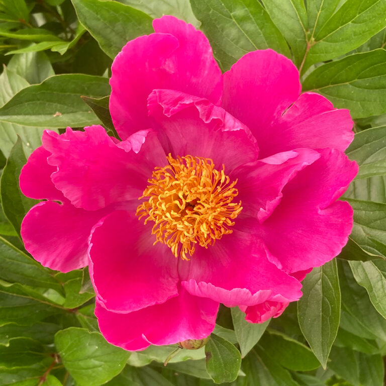 Heidi’s May Garden in Connecticut - Fine Gardening