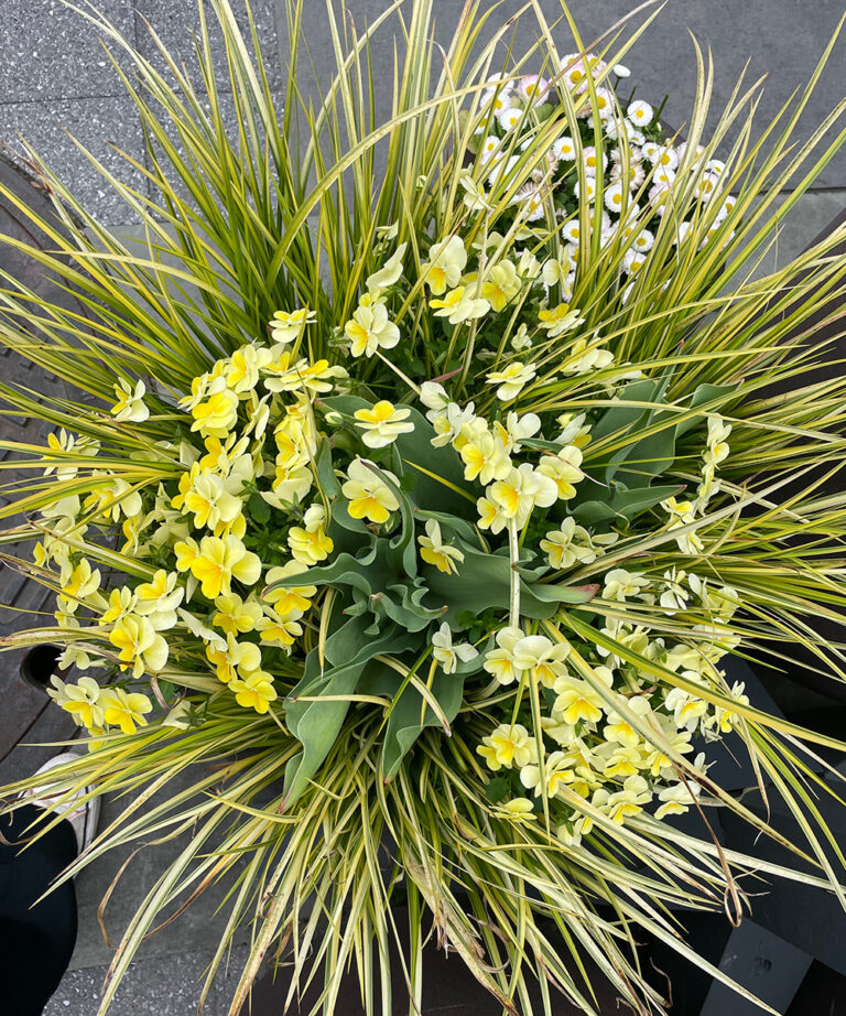 GPOD on the Road: New York Botanical Garden in Spring - Fine Gardening