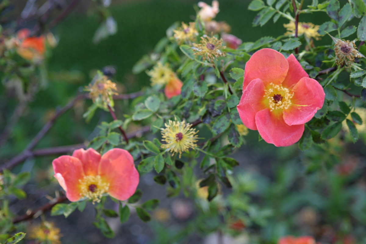 Episode 183: Roses You Won’t Regret - Fine Gardening