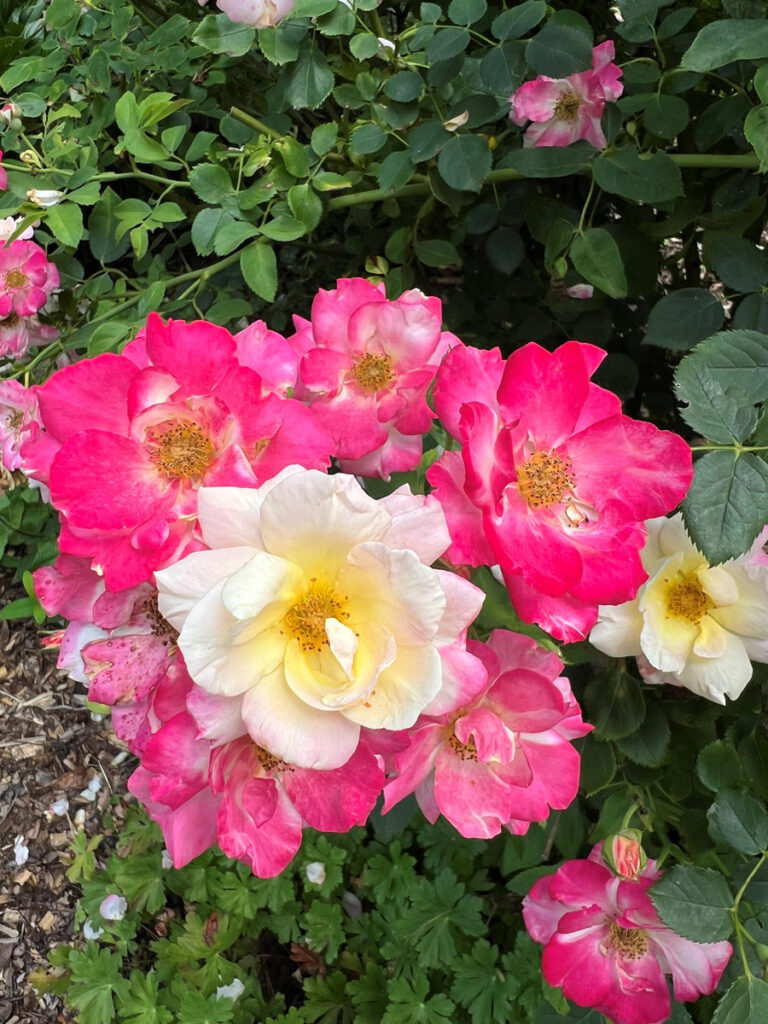 Episode 183: Roses You Won’t Regret - Fine Gardening