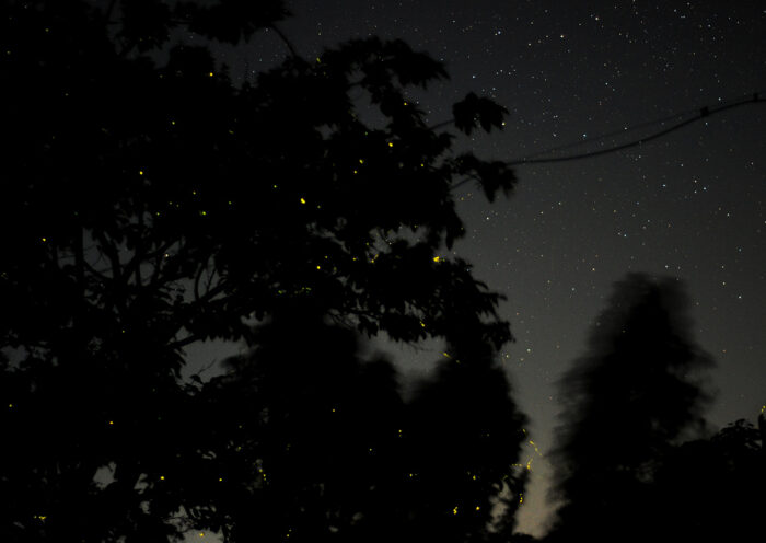 How to Support Fireflies and Other Insects in the Garden - Fine Gardening