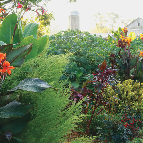 How to Create a Tropical Garden Look with Bold Plants - Fine Gardening