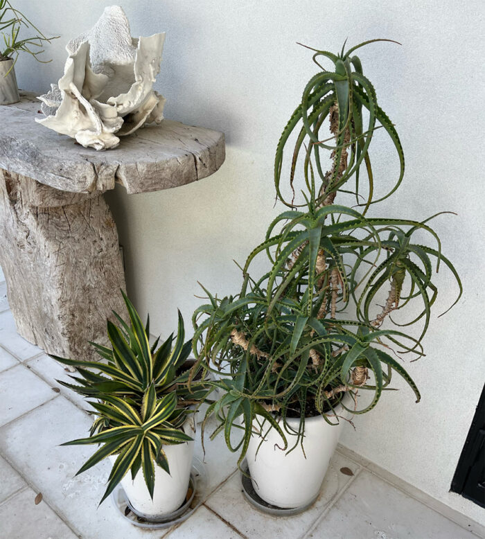 Ponte Vedra Beach Garden Tour: Allison's Cacti Courtyard - Fine Gardening