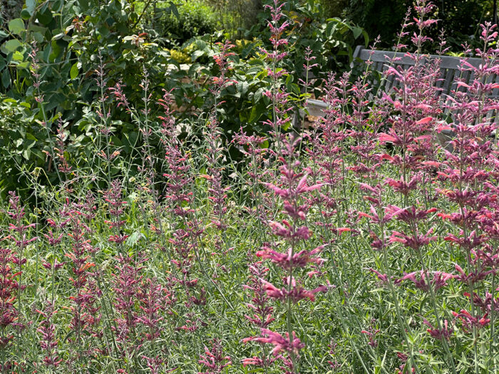 Tips and Tricks for Growing Agastache in the Mountain West - Fine Gardening
