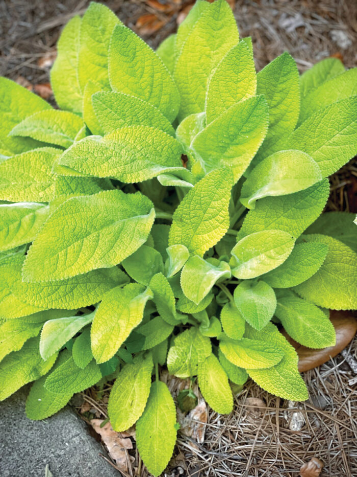 Meet the Zesty New ‘Key Lime’ Lambs’ Ears - Fine Gardening