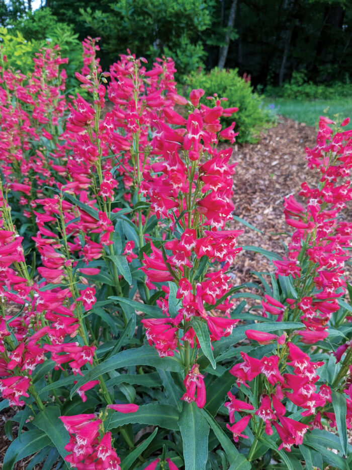 Attract More Hummingbirds with ‘Rose Rhinestones’ Penstemon - Fine ...