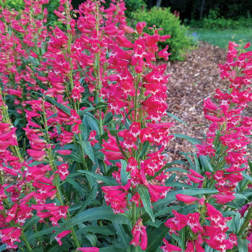 Attract More Hummingbirds with ‘Rose Rhinestones’ Penstemon - Fine ...