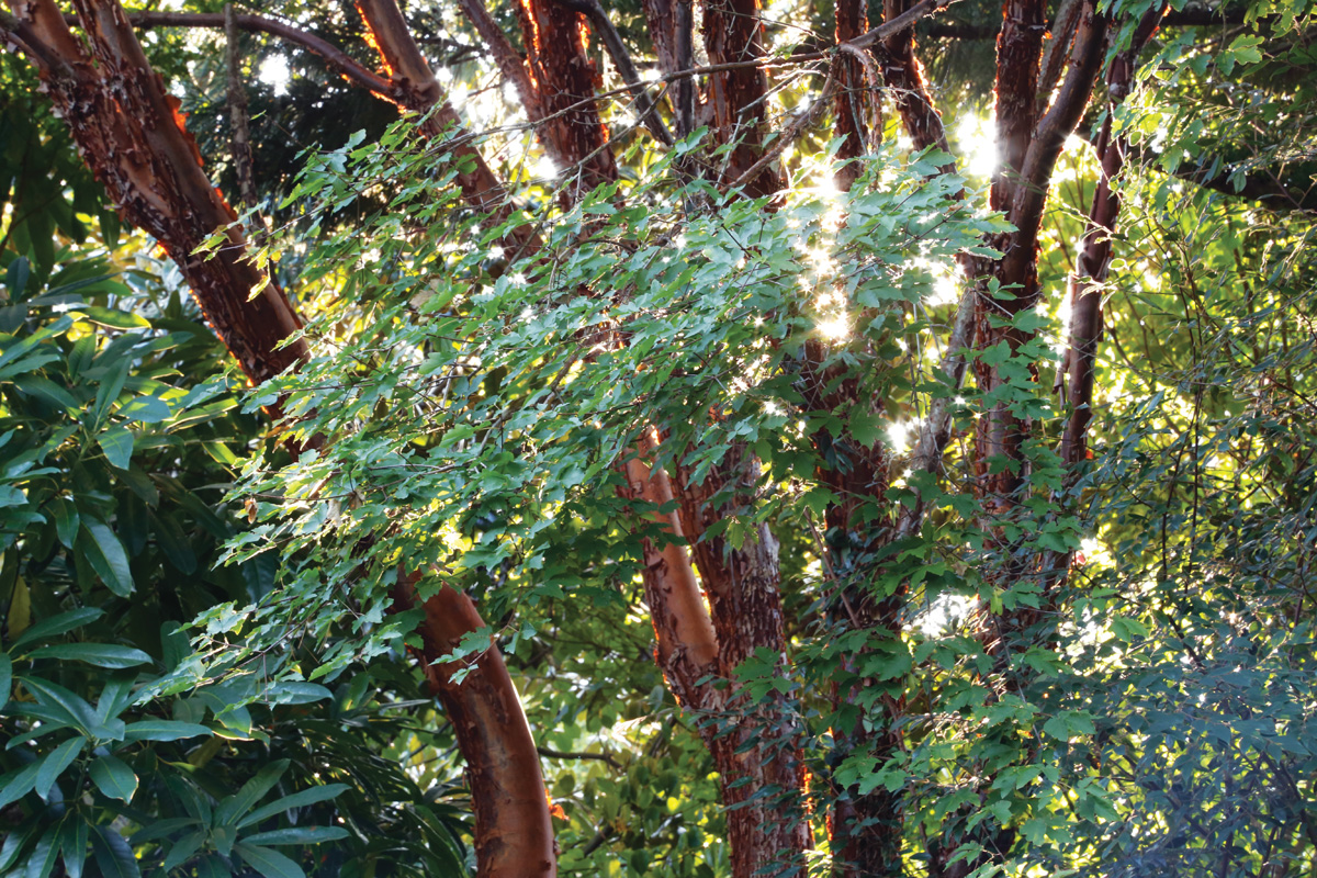 20 Unique Hedging Plants: Small, Medium, and Large Options - Fine Gardening