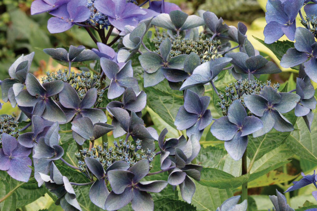 Best Types of Hydrangeas for Stunning Fall Flowers - Fine Gardening