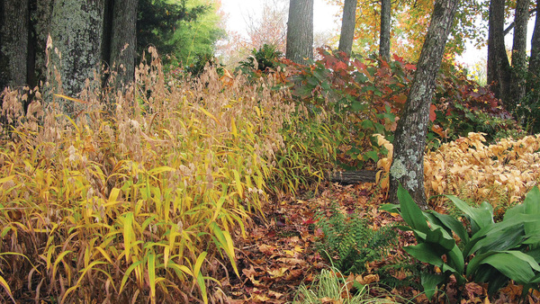 Great Medium-Size Grasses - Fine Gardening