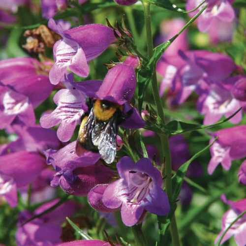 Plants - Fine Gardening