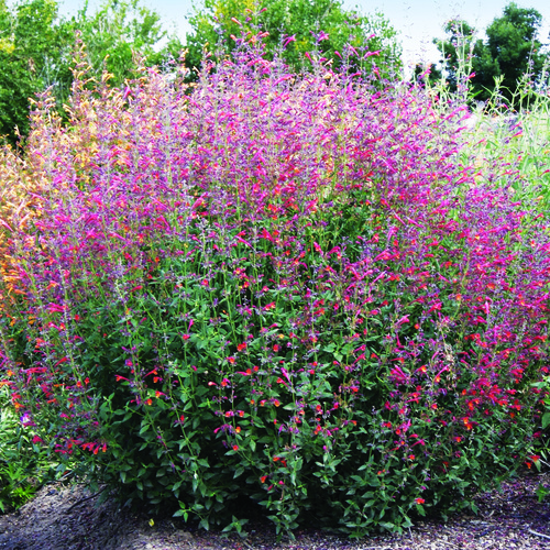Best Long-Blooming Sun Perennials for the Mountain West - Fine Gardening
