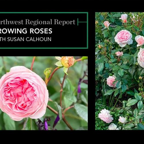 Growing Roses in the Pacific Northwest - Fine Gardening