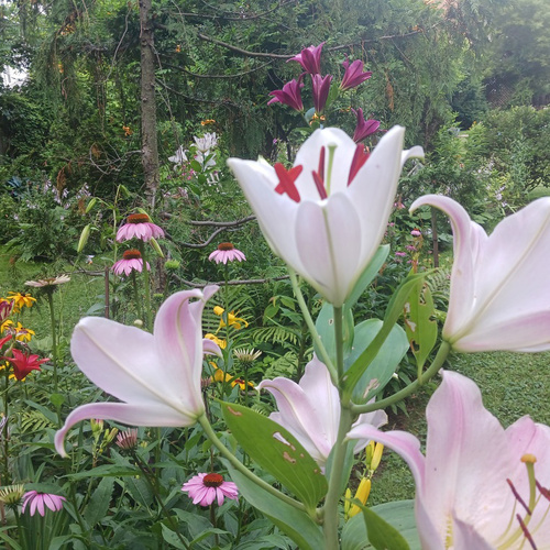 Lilies (with a Few Friends) in Lee's Garden, Part 2 - Fine Gardening