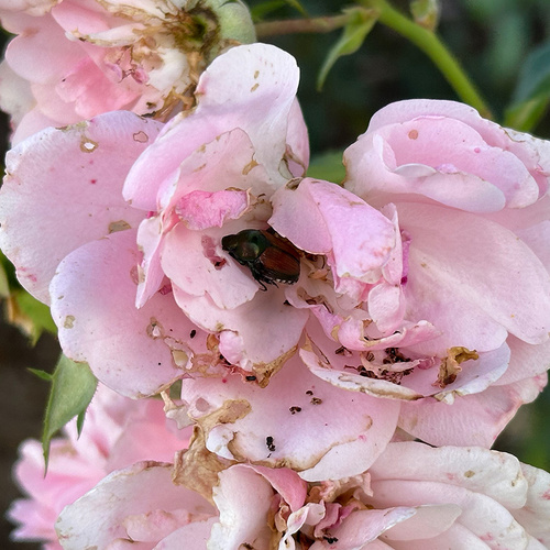 Japanese Beetle–Resistant Roses for Your Garden - Fine Gardening