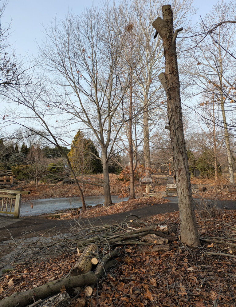How to Build a Dead Hedge That Will Bring New Life to a Garden - Fine ...