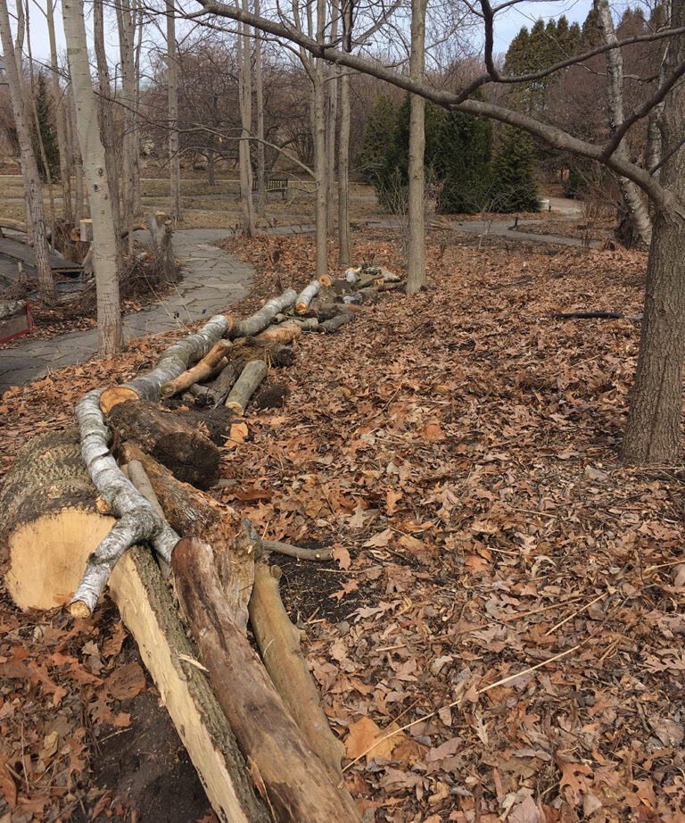 How to Build a Dead Hedge That Will Bring New Life to a Garden - Fine ...