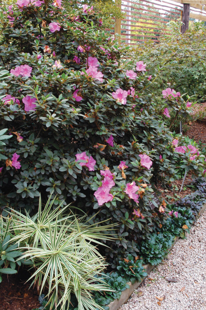 Azalea Varieties for Every Landscape - Fine Gardening
