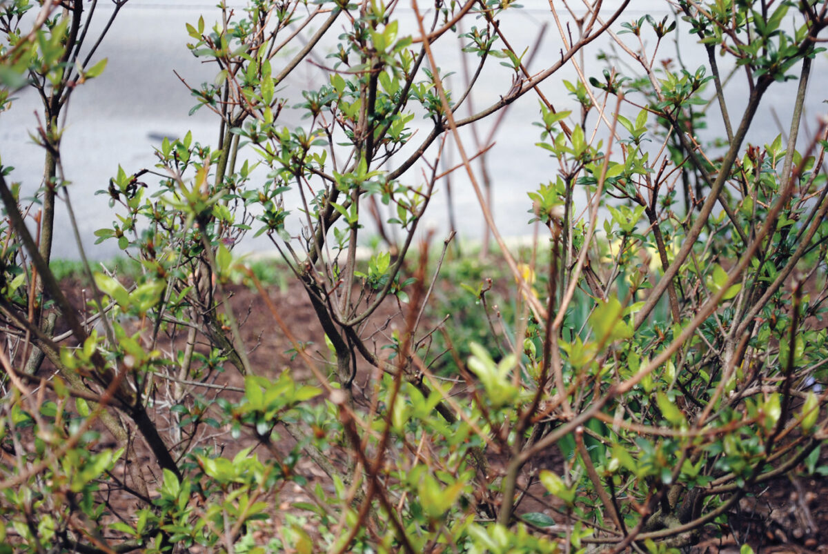 What’s Wrong with Your Azalea? - Fine Gardening