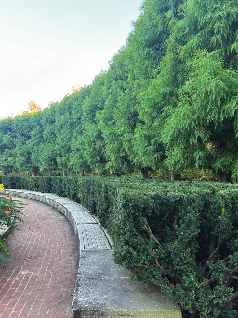 20 Unique Hedging Plants: Small, Medium, and Large Options - Fine Gardening