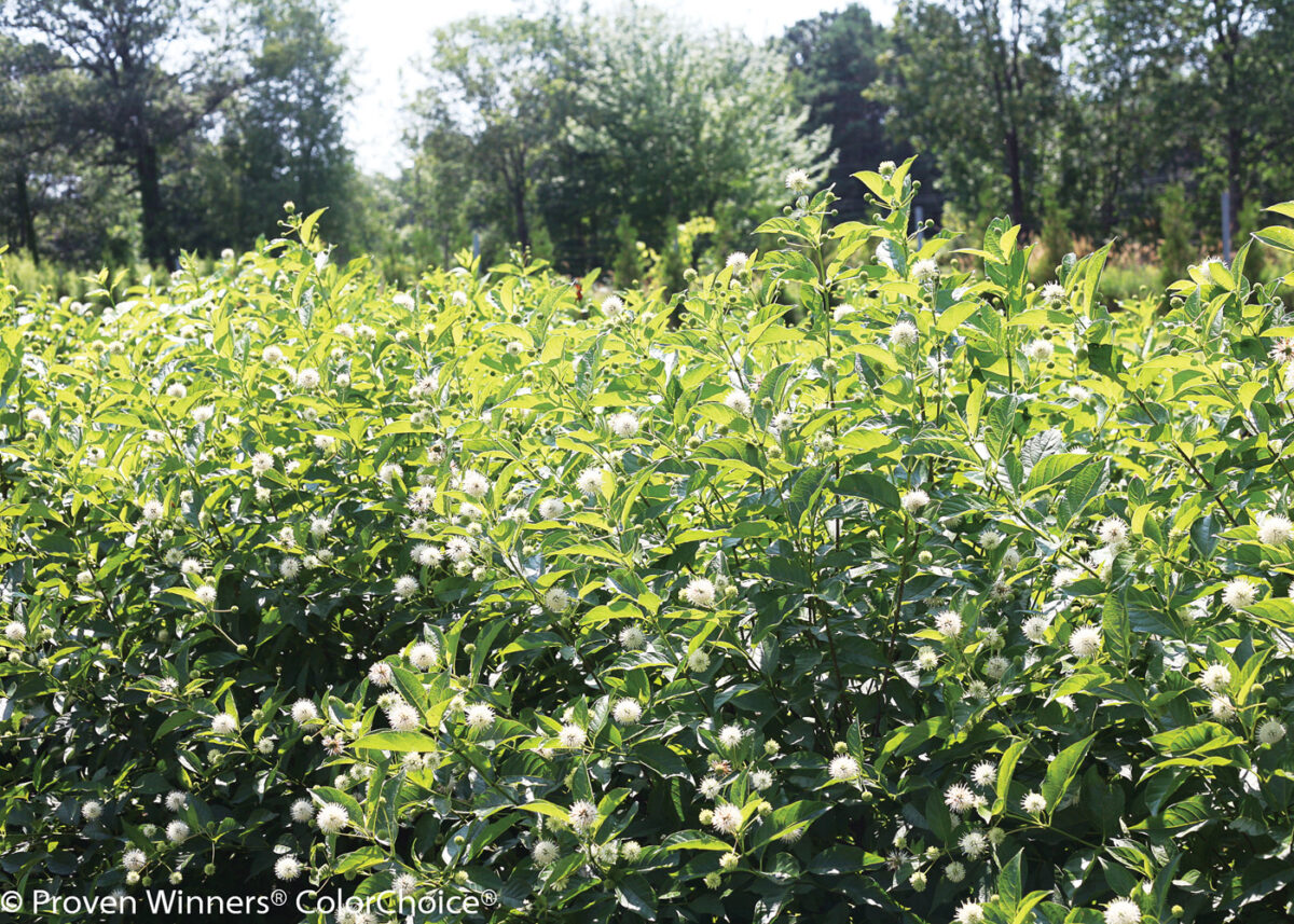 20 Unique Hedging Plants: Small, Medium, and Large Options - Fine Gardening