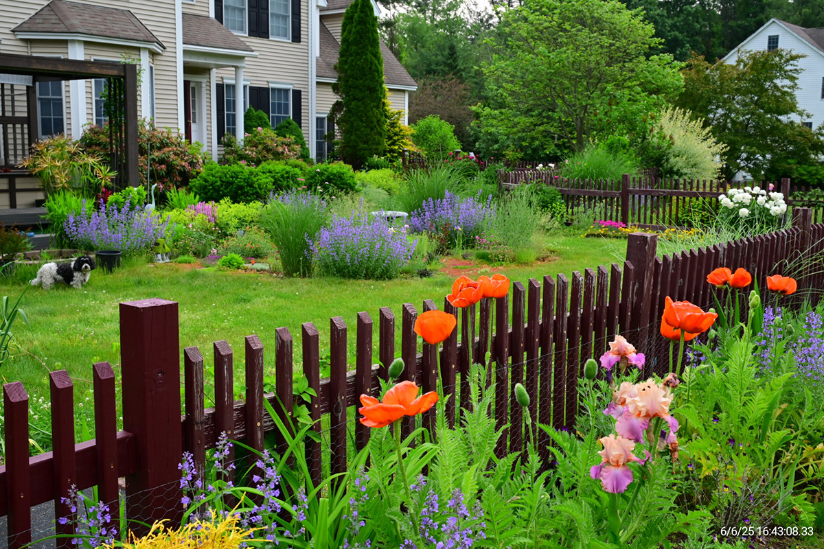 Luke and Toby in Tingshu's Garden - Fine Gardening
