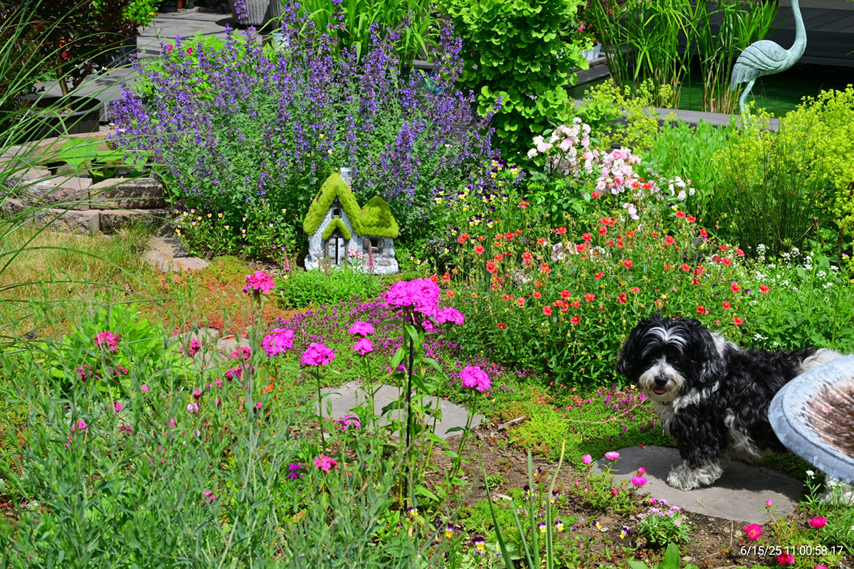 Luke and Toby in Tingshu's Garden - Fine Gardening