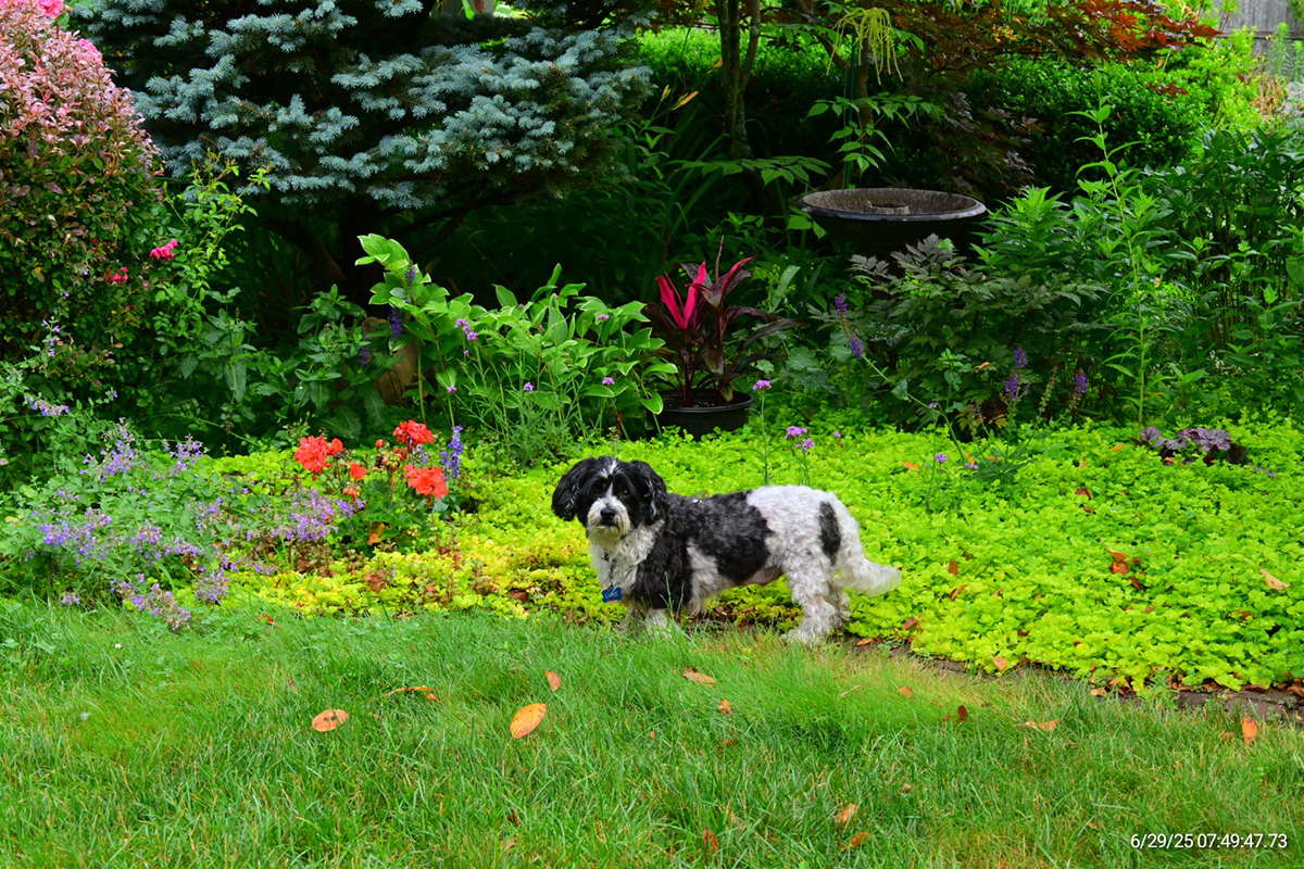 Luke and Toby in Tingshu's Garden - Fine Gardening