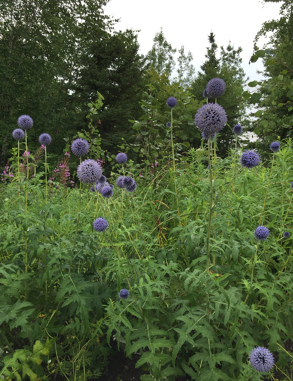 GPOD on the Road: Jardins de Métis - Fine Gardening