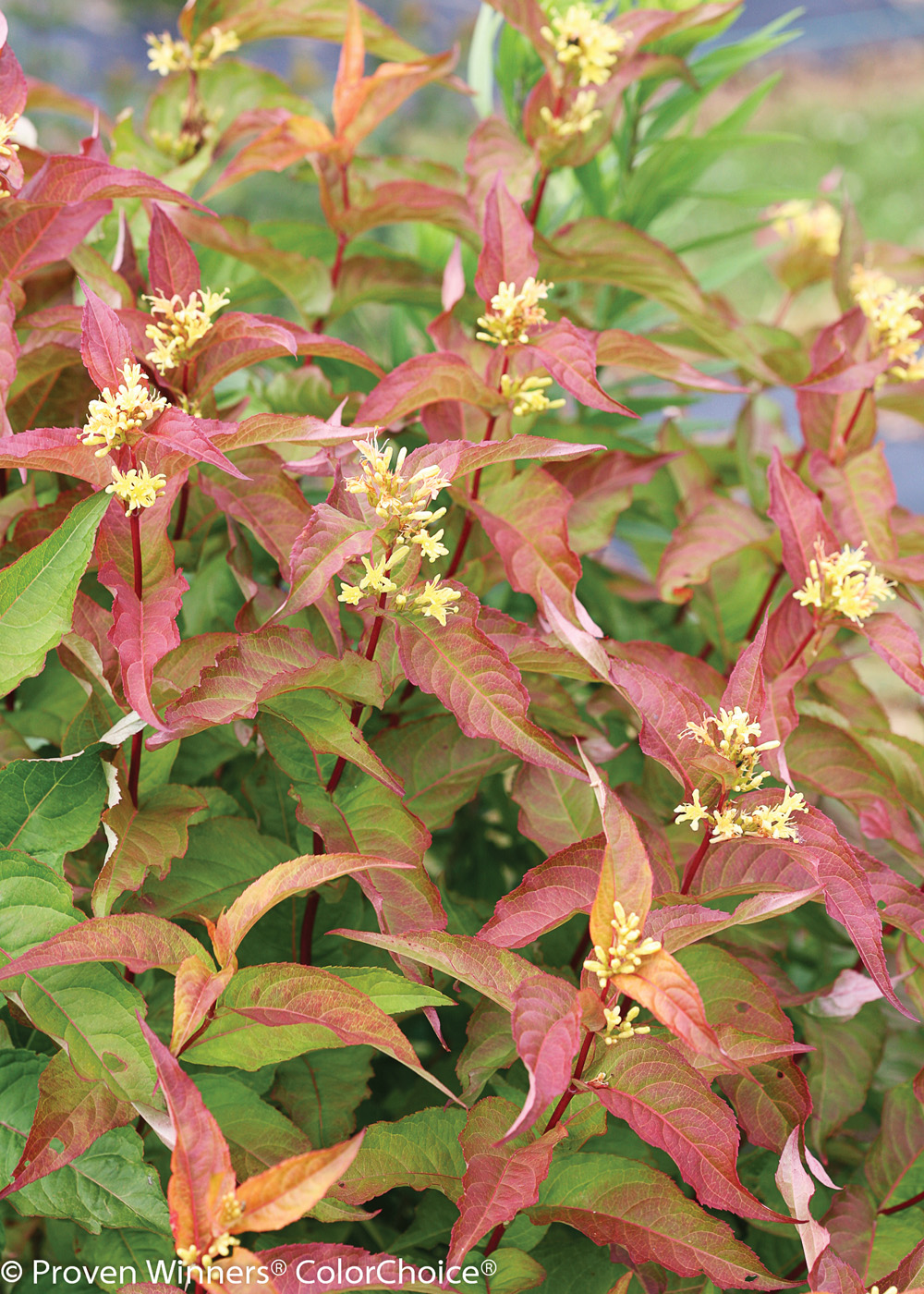 Fast-Growing Plants That Help Fill Gaps in the Midwest - Fine Gardening