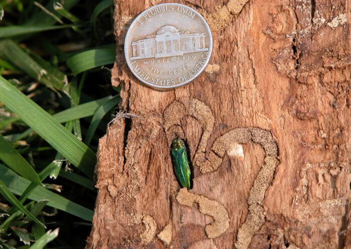 Identifying and Managing Emerald Ash Borers in the Mountain West - Fine ...