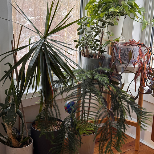 Leni's Propagations and Inherited Houseplants - Fine Gardening