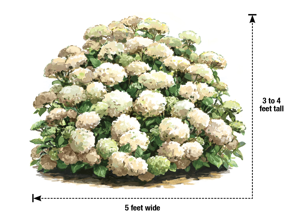 FlowerFull Smooth Hydrangea Is Anything but a Flop - Fine Gardening