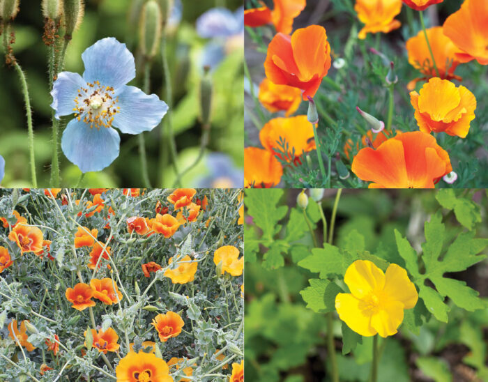 Interesting Poppy-Like Flowers for Your Garden - Fine Gardening