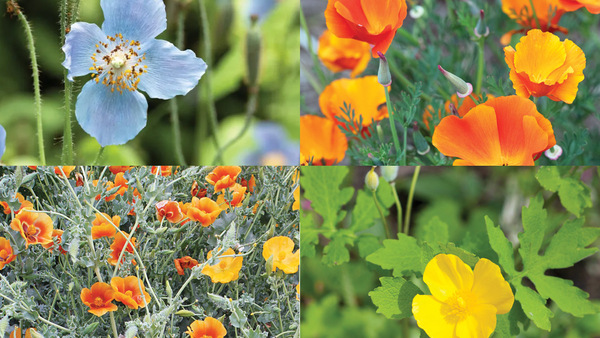 Poppy Varieties for Every Garden: Annual and Perennial Favorites to ...