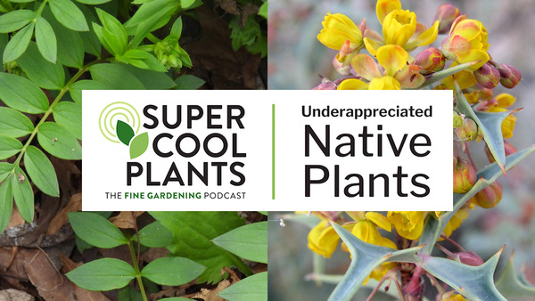 Native Alternatives to Hostas (That Are Deer Resistant) - Fine Gardening