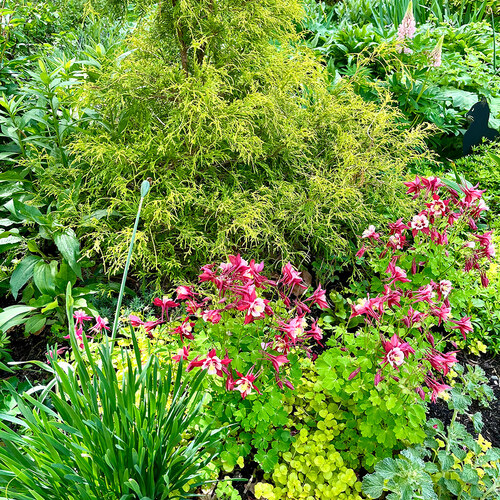 Fran's Spring Garden Flowers on Martha's Vineyard - Fine Gardening