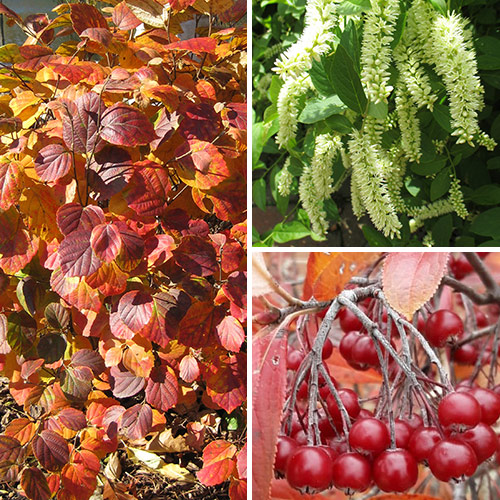5 Eye-Catching Alternatives to Japanese Barberry - Fine Gardening