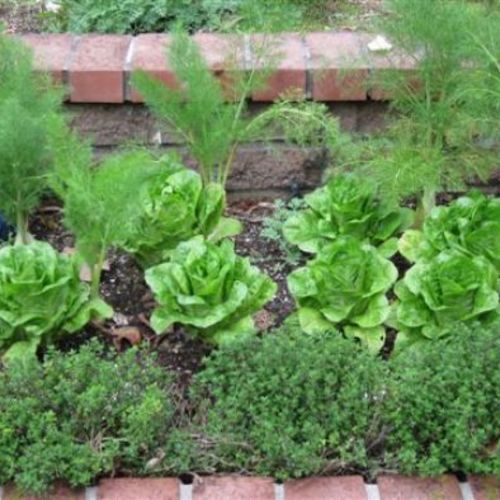 renee shepherd - FineGardening